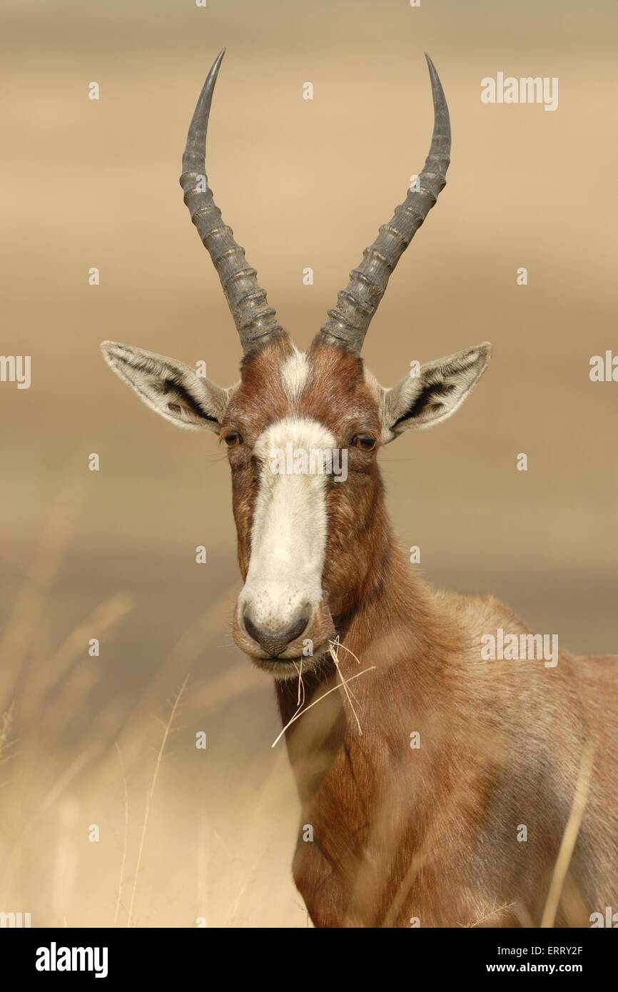 Bontebok hi-res stock photography and images - Alamy