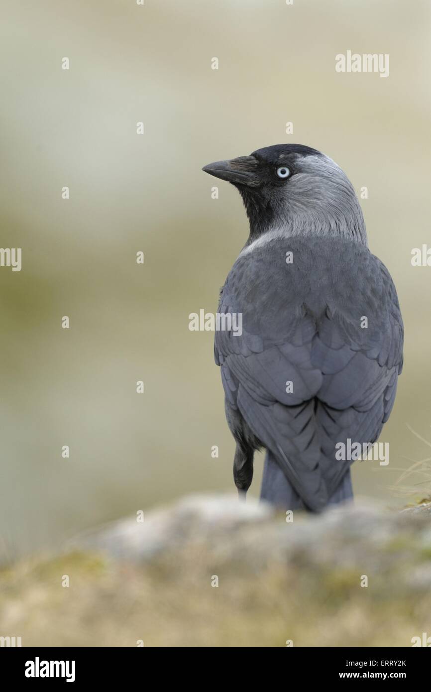 Daw family hi-res stock photography and images - Alamy