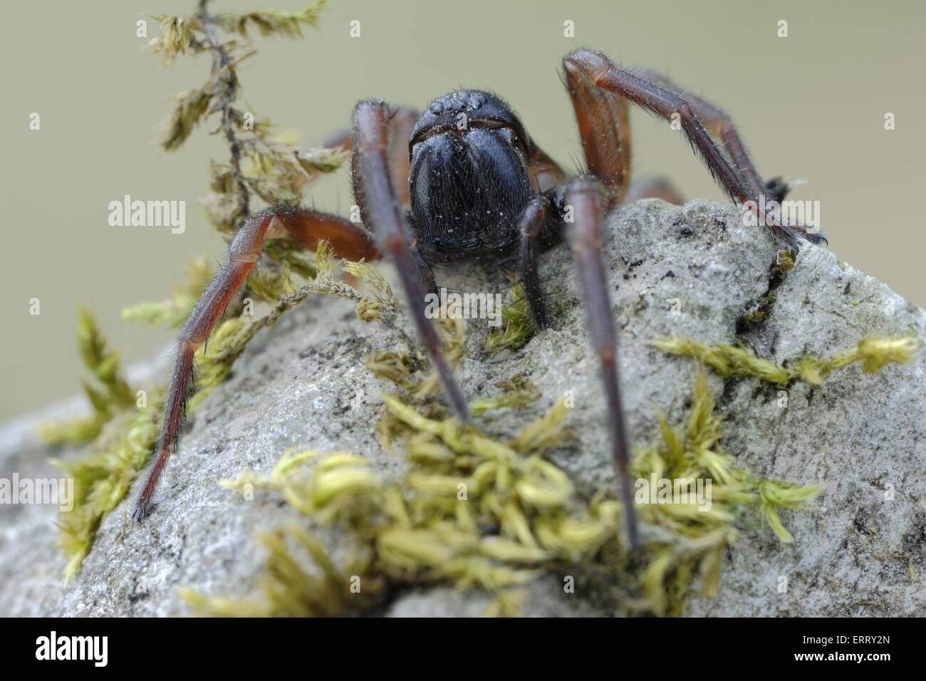 Spider stones hi-res stock photography and images - Alamy