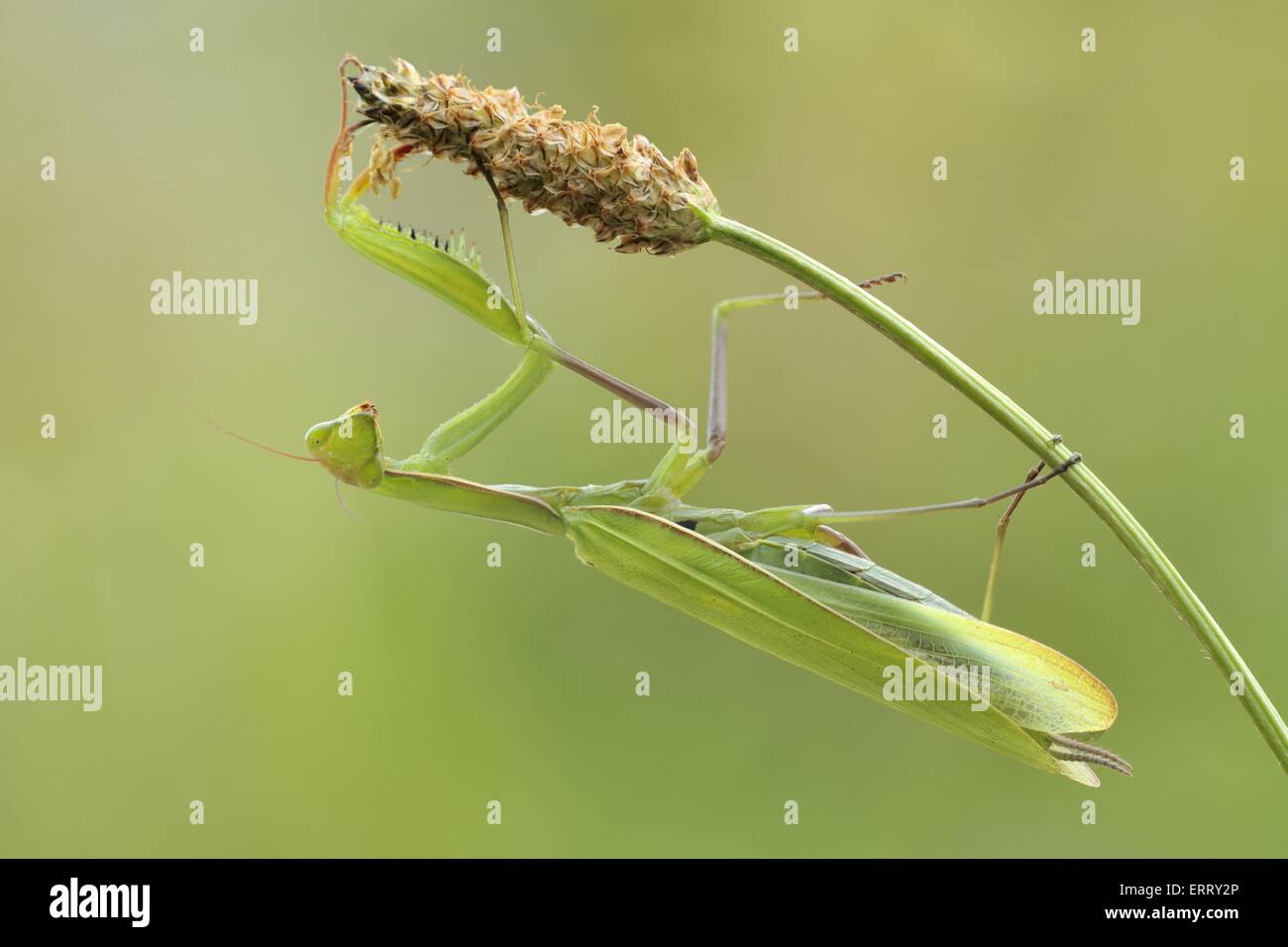 Mantis profile hi-res stock photography and images - Alamy