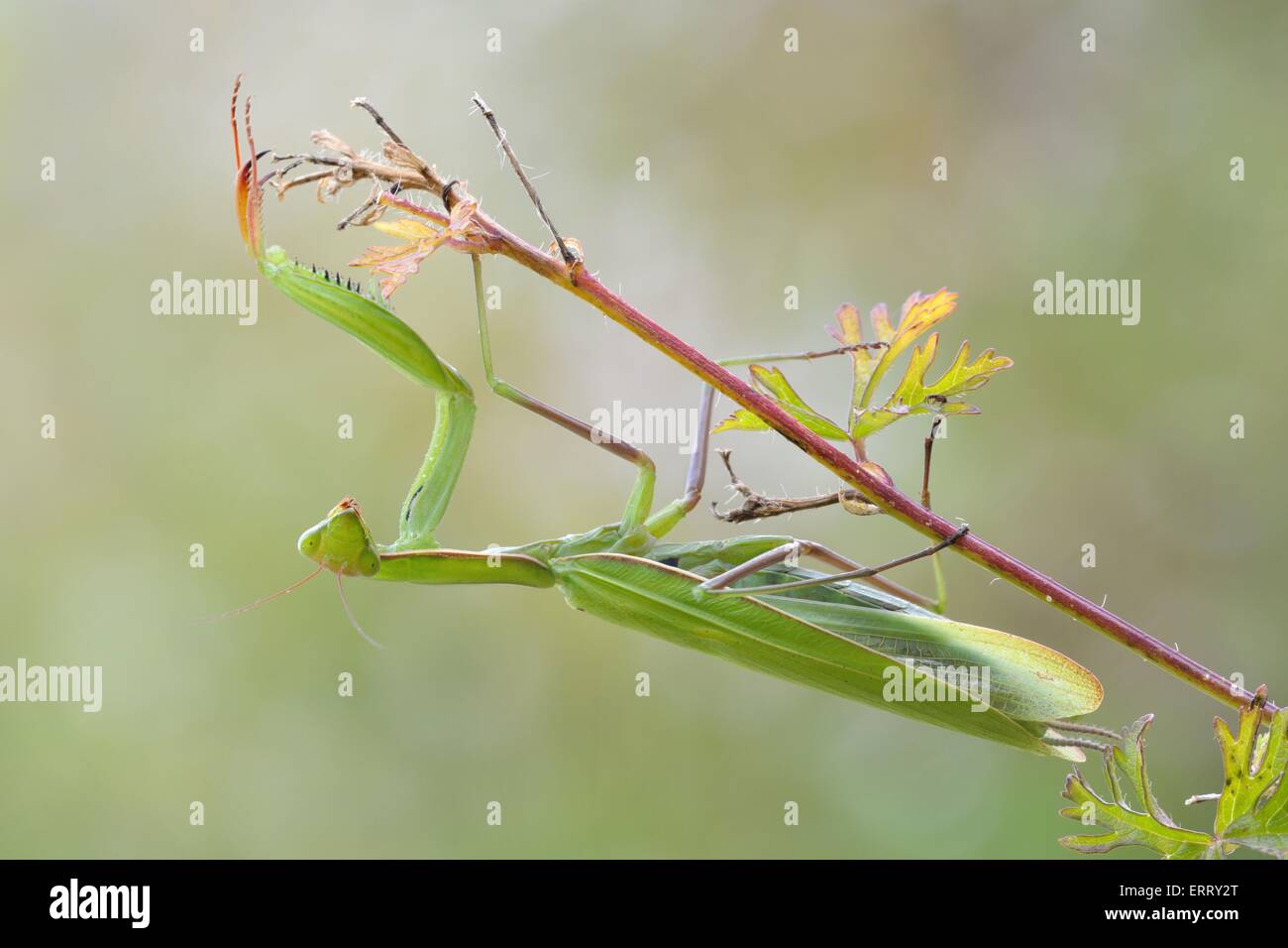 Mantis profile hi-res stock photography and images - Alamy