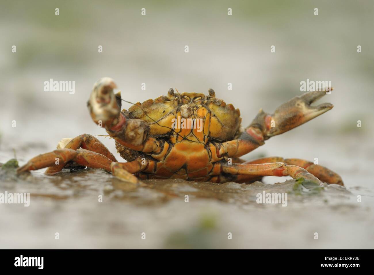 green shore crab Stock Photo - Alamy