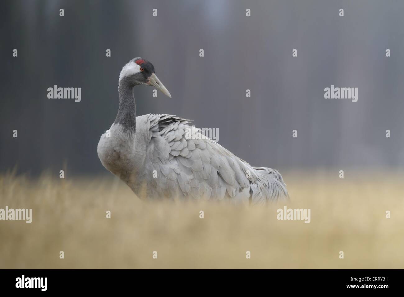 Common crane hi-res stock photography and images - Alamy
