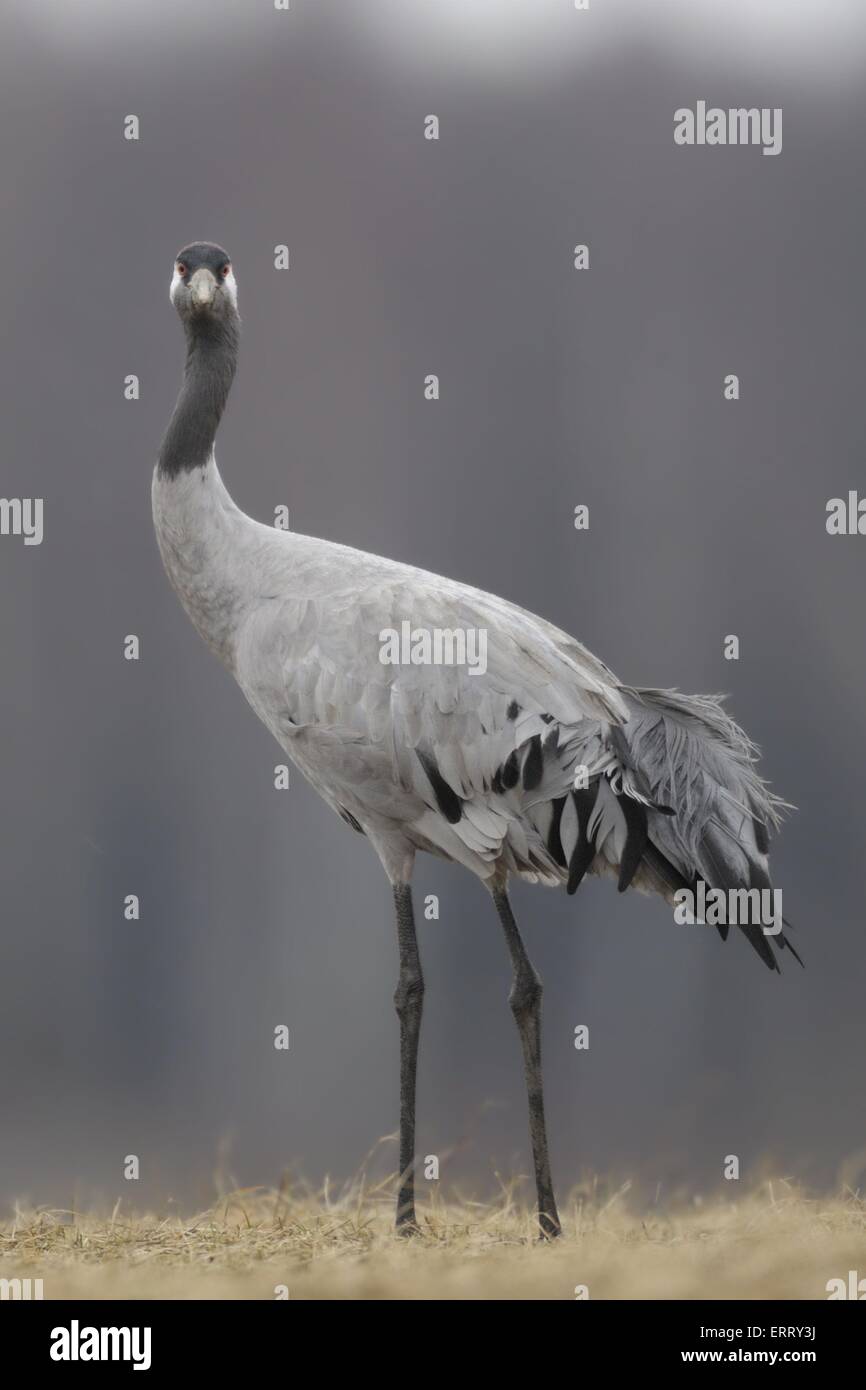 Side view common crane hi-res stock photography and images - Alamy