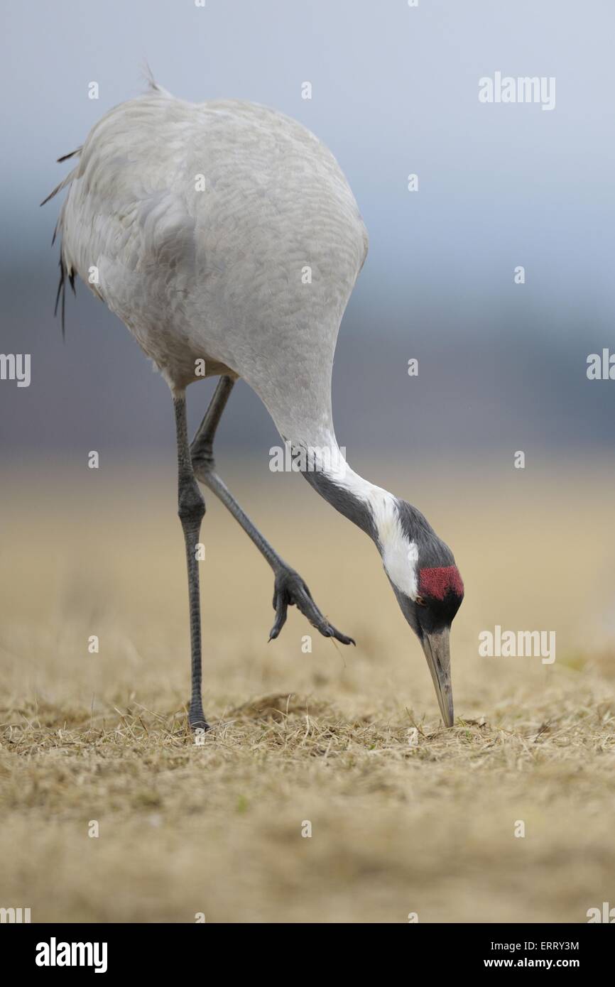 Common crane adult walking hi-res stock photography and images - Alamy