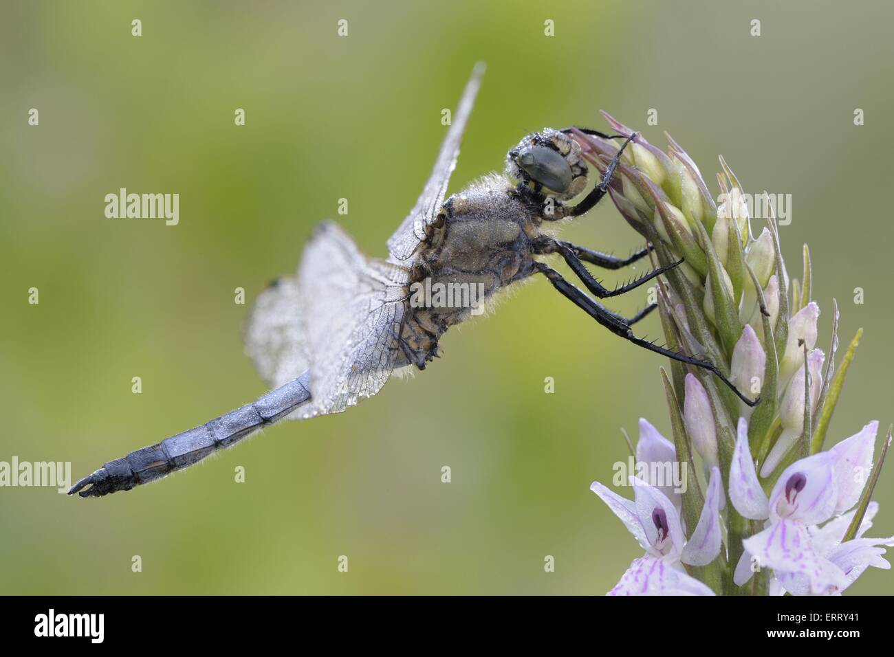 Water skimmer insects hi-res stock photography and images - Alamy