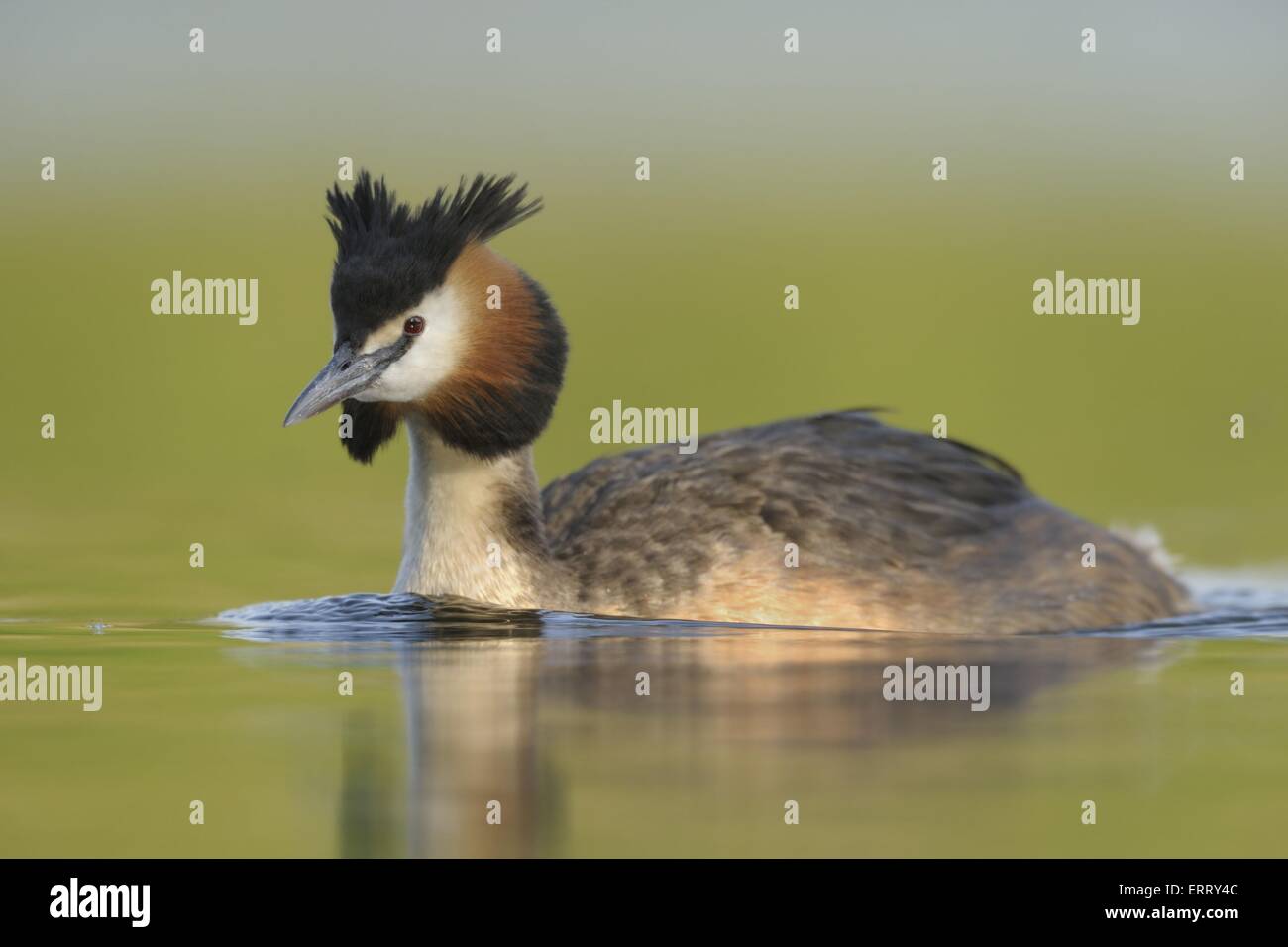 Grebe solo hi-res stock photography and images - Alamy