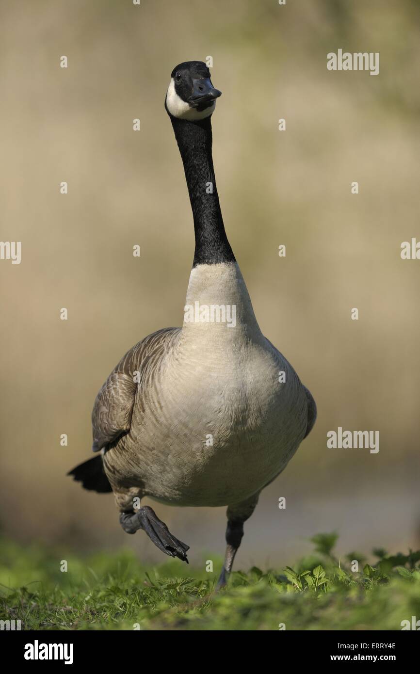 Canada goose canadensis adult walking hi-res stock photography and ...