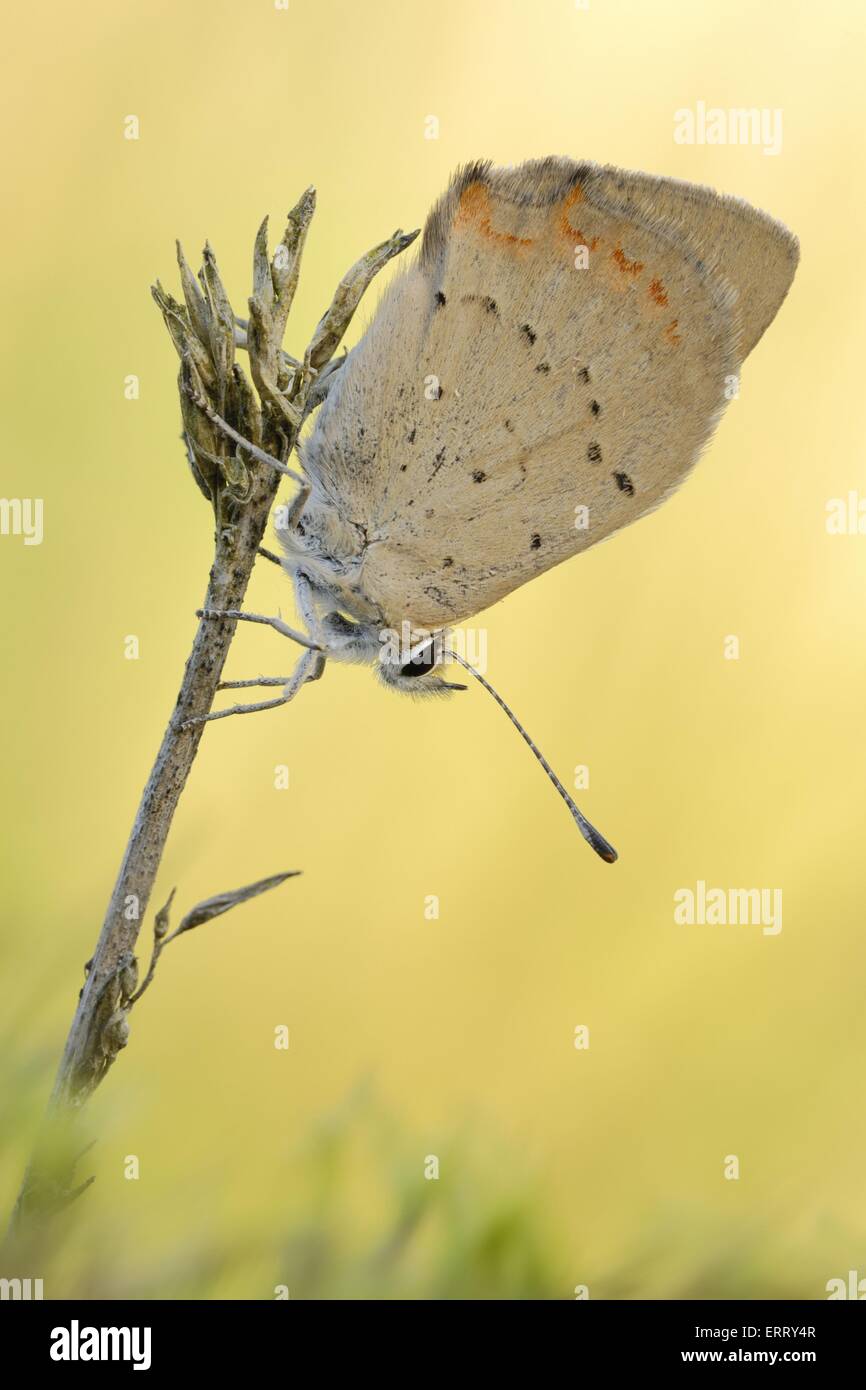common small copper Stock Photo - Alamy