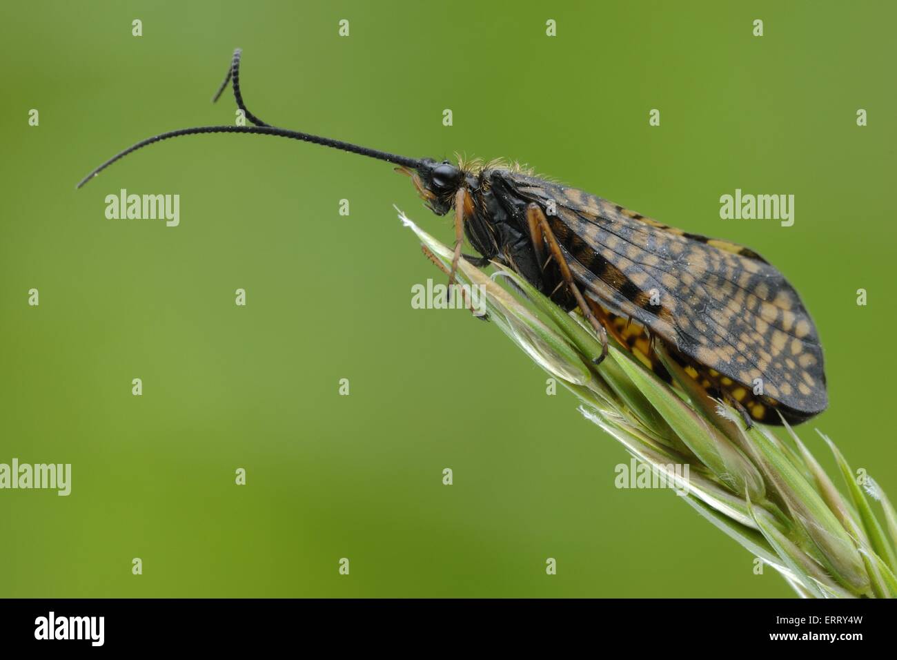 Adult caddisfly hi-res stock photography and images - Alamy