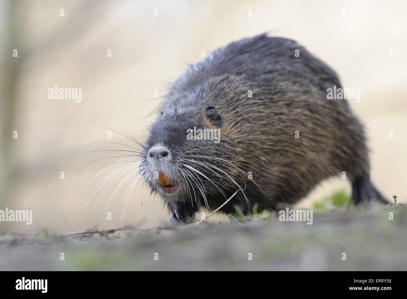 Nutria walking hi-res stock photography and images - Alamy