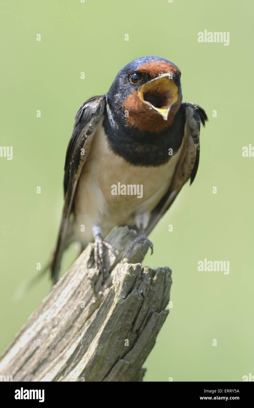 Chimney swallow hi-res stock photography and images - Alamy