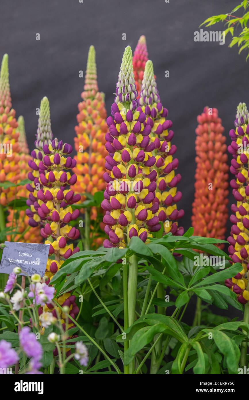 Lupins english country garden hi-res stock photography and images - Alamy