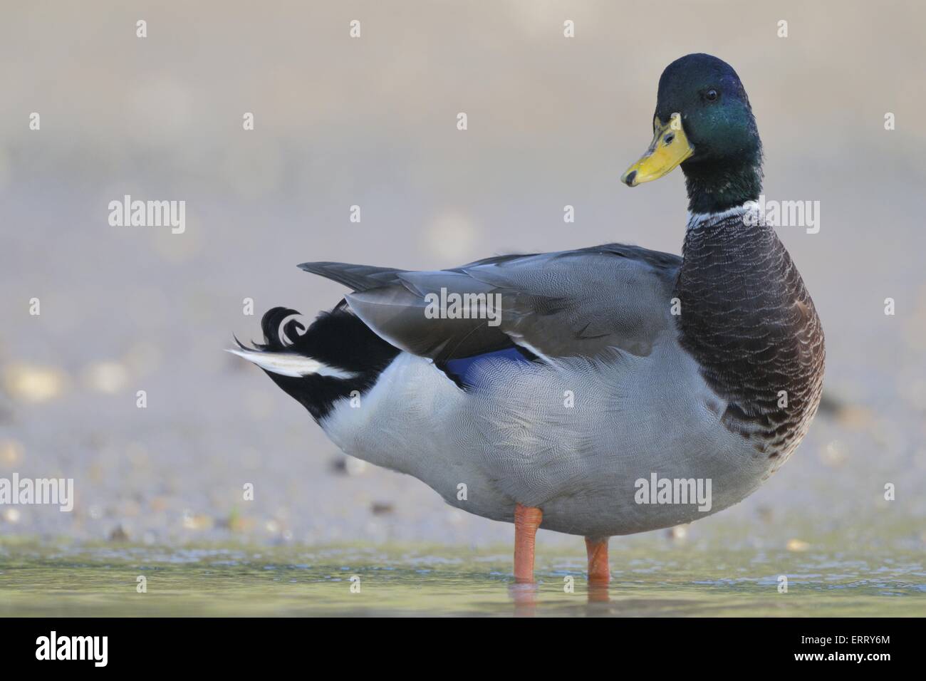 Mallard duck lakeshore hi-res stock photography and images - Alamy