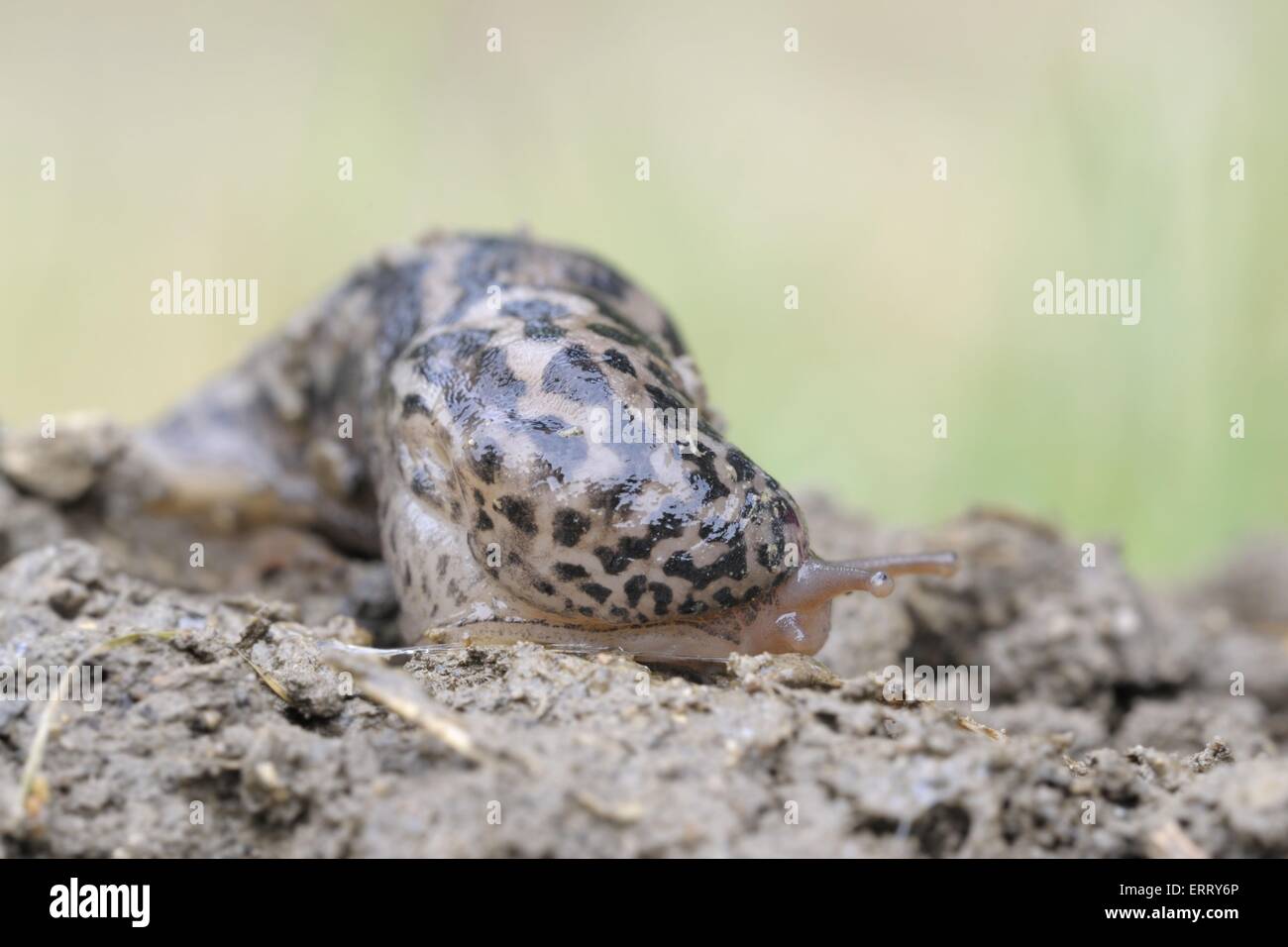 Tiger Slug High Resolution Stock Photography and Images - Alamy