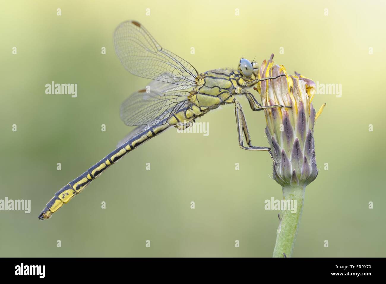 Clubtail hi-res stock photography and images - Alamy