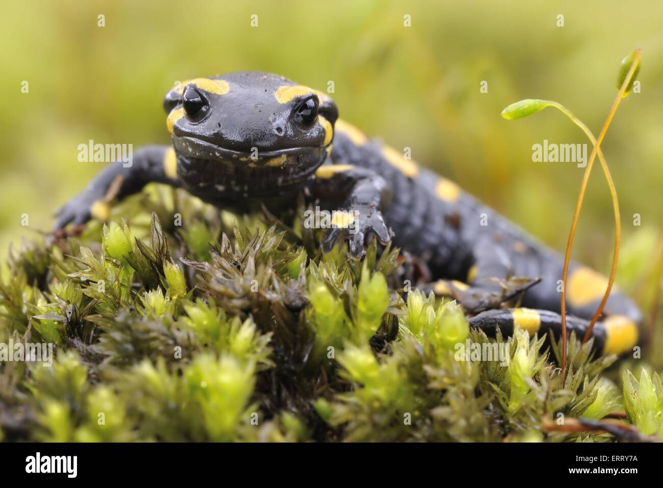 fire spotted salamander Stock Photo - Alamy