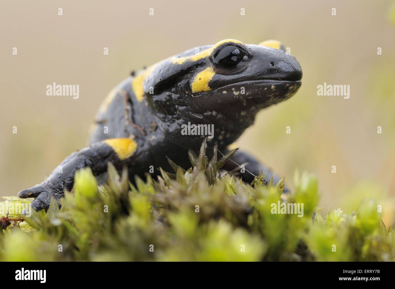 Fire salamanders hi-res stock photography and images - Alamy