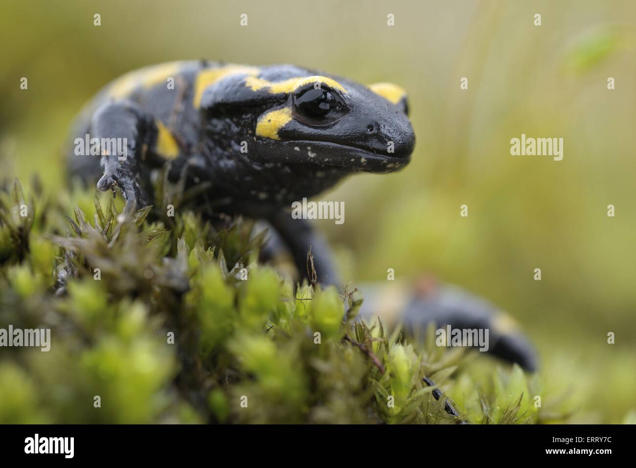 Fire salamanders hi-res stock photography and images - Alamy