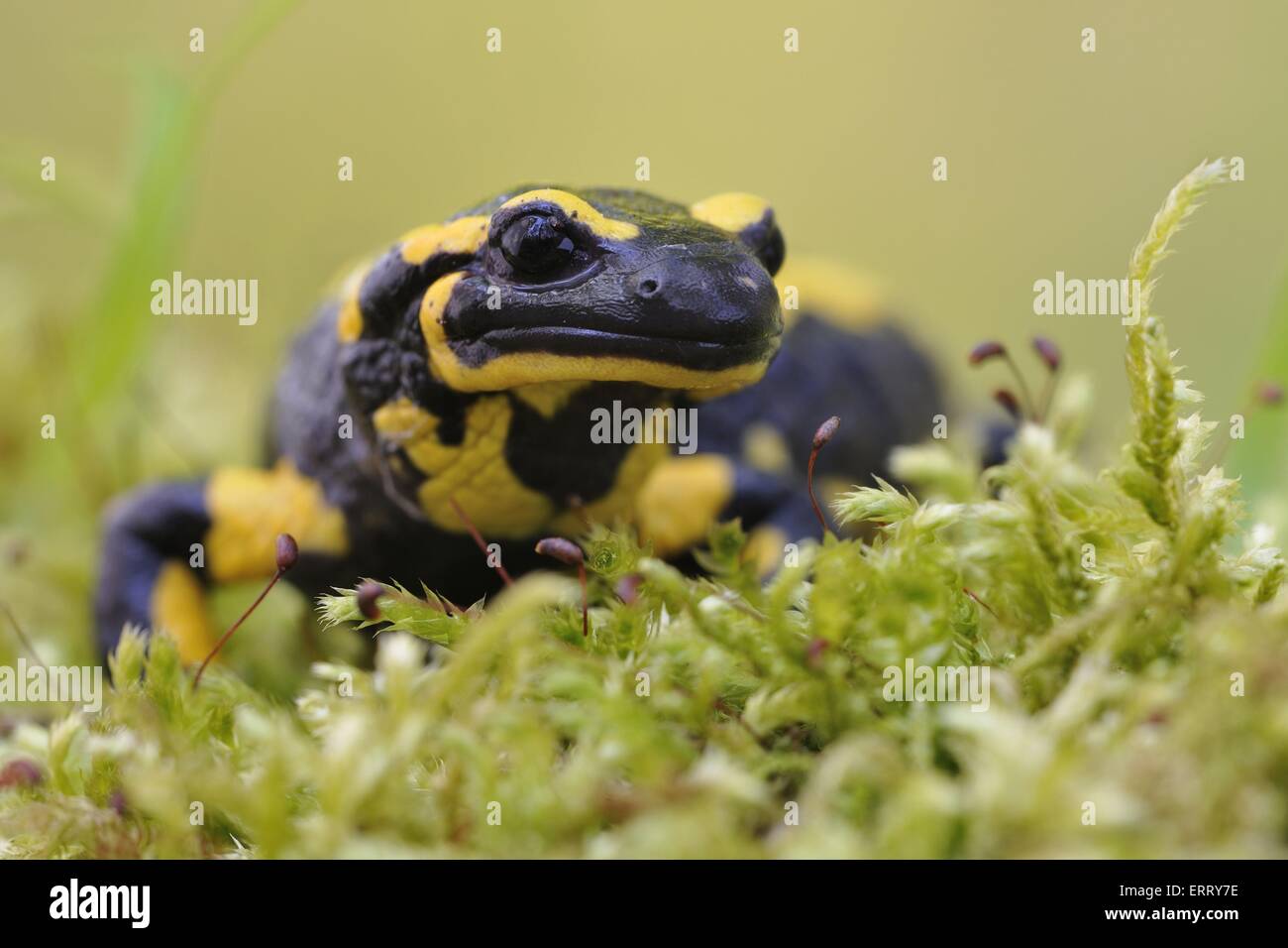 fire spotted salamander Stock Photo - Alamy