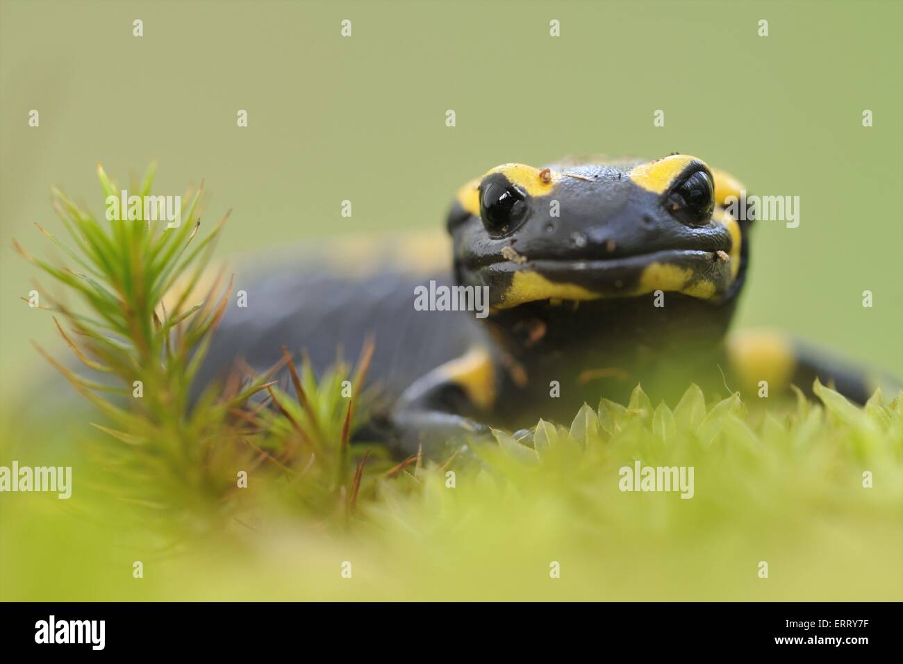 fire spotted salamander Stock Photo - Alamy