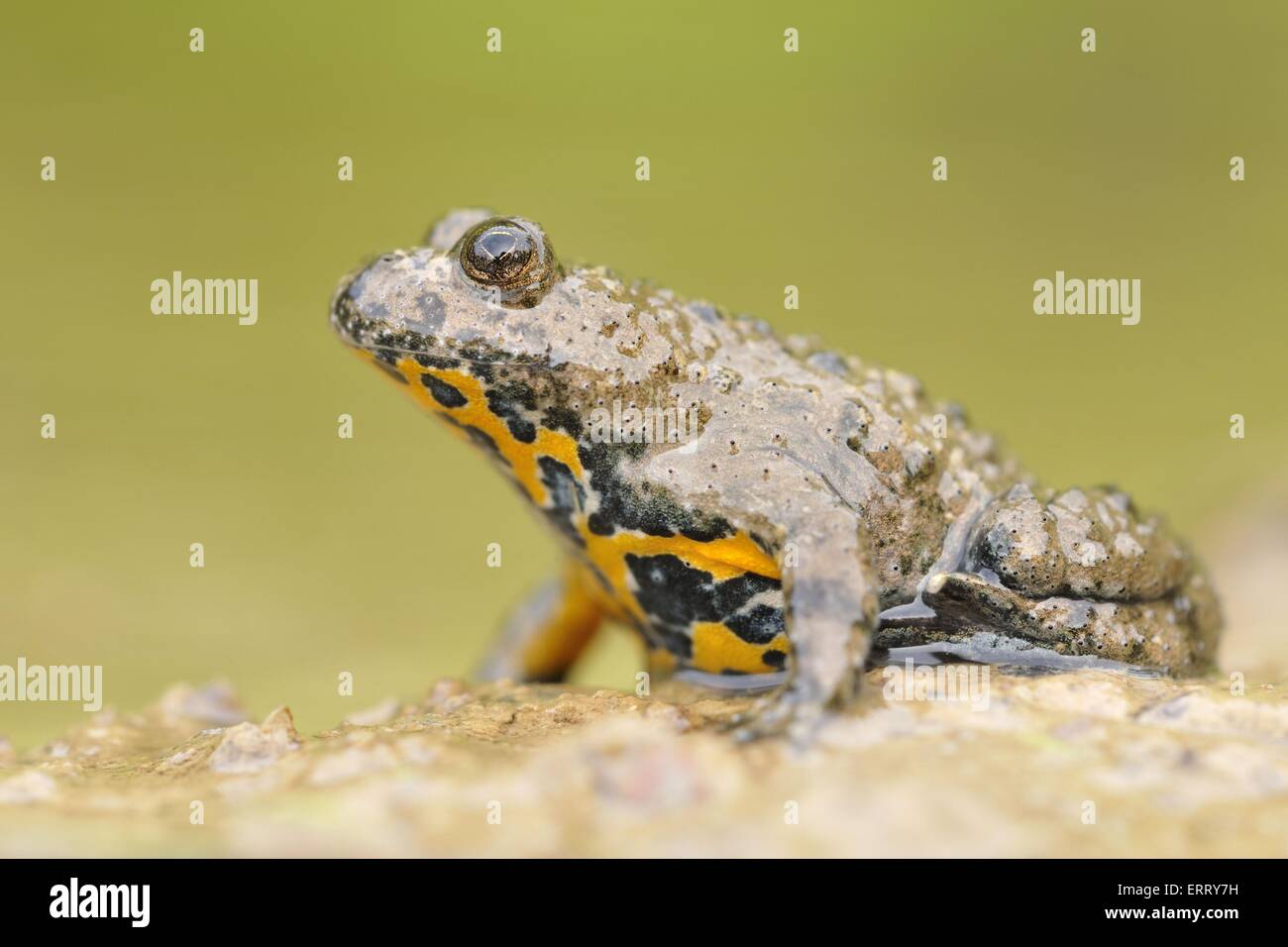 Yellow bellied toads hi-res stock photography and images - Alamy