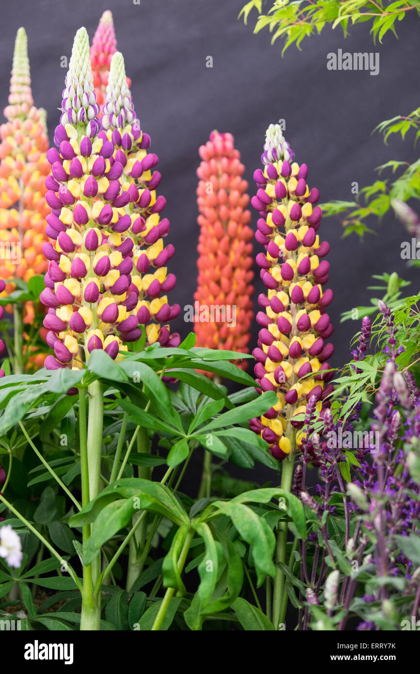 Annual yellow lupin hi-res stock photography and images - Alamy