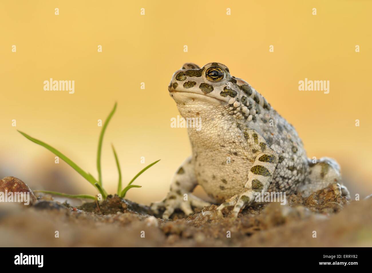 Earth toad hi-res stock photography and images - Alamy