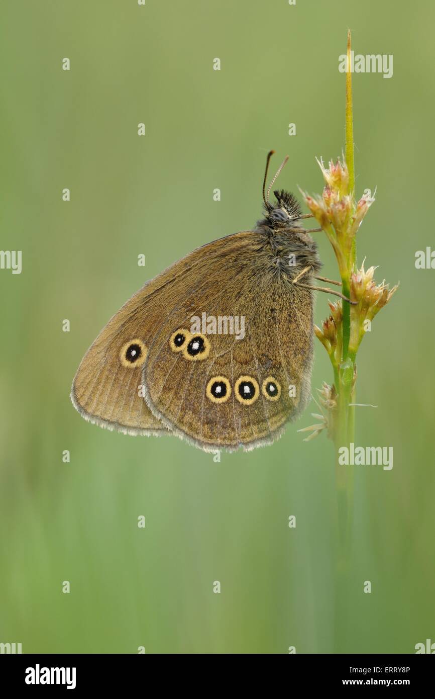 Four footed animals hi-res stock photography and images - Alamy