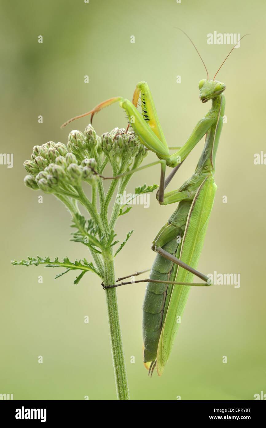 Mantis profile hi-res stock photography and images - Alamy
