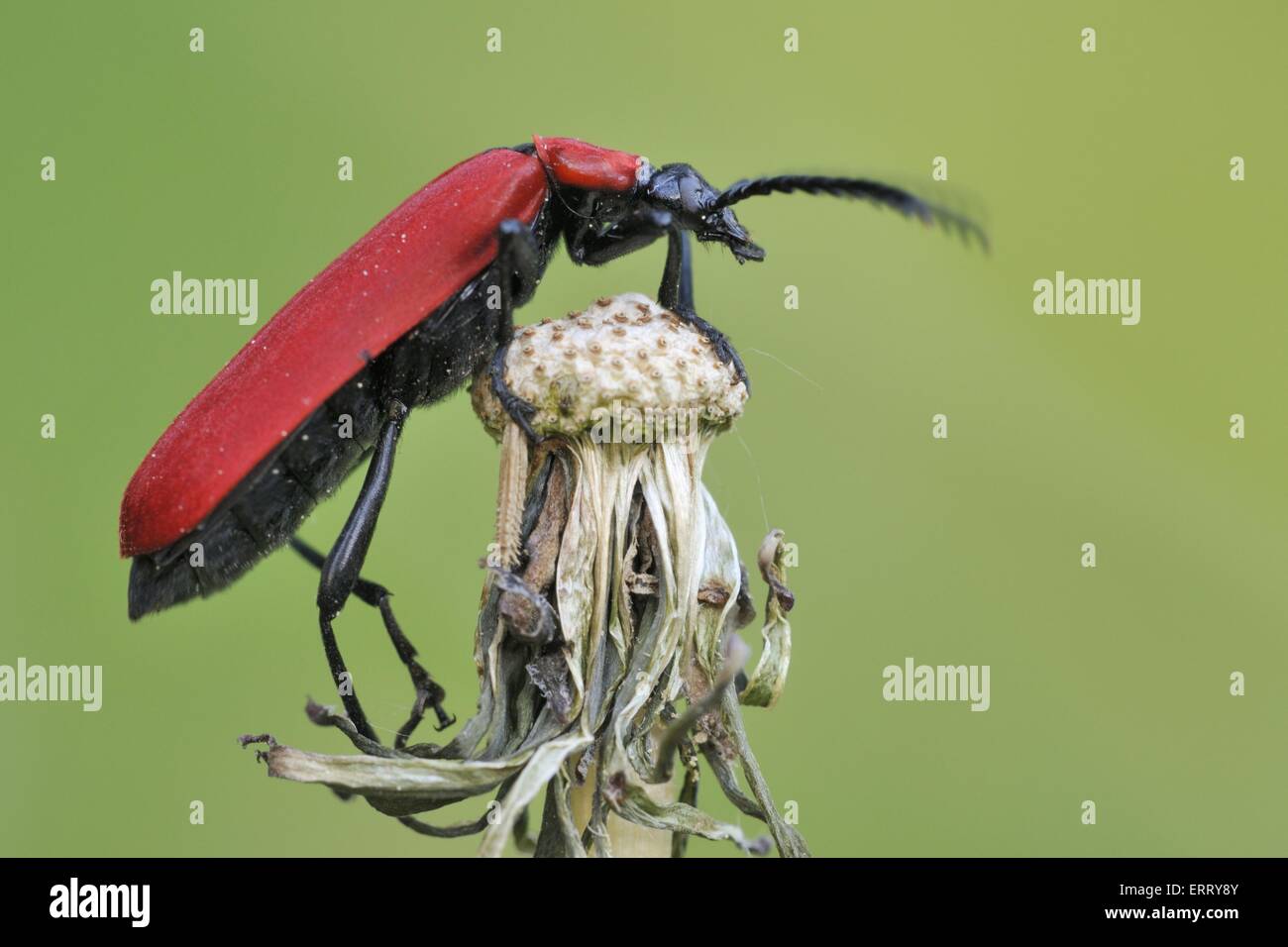 Fire beetle hi-res stock photography and images - Alamy