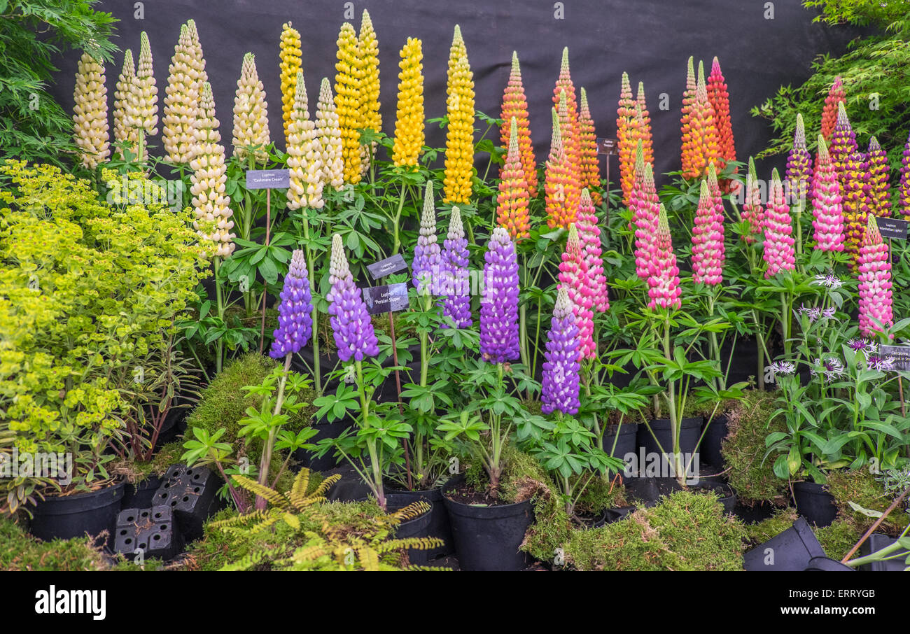 Lupins english country garden hi-res stock photography and images - Alamy