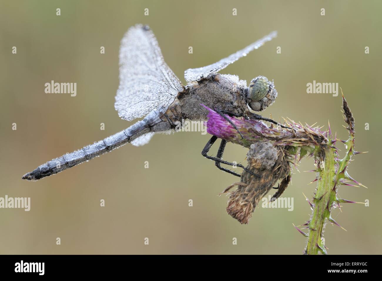 Water skimmer insects hi-res stock photography and images - Alamy