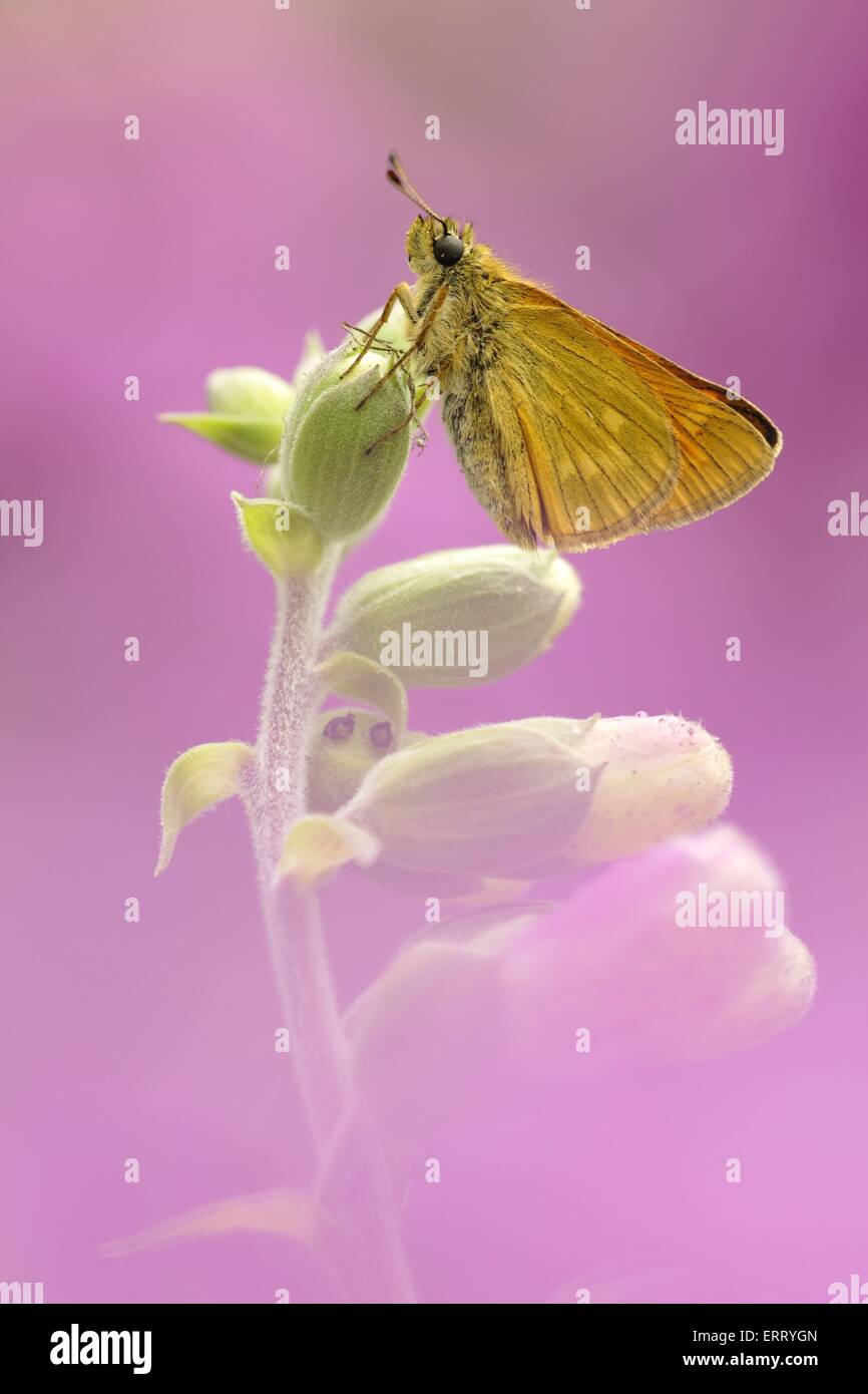 Lateral view of skipper butterfly hi-res stock photography and images ...
