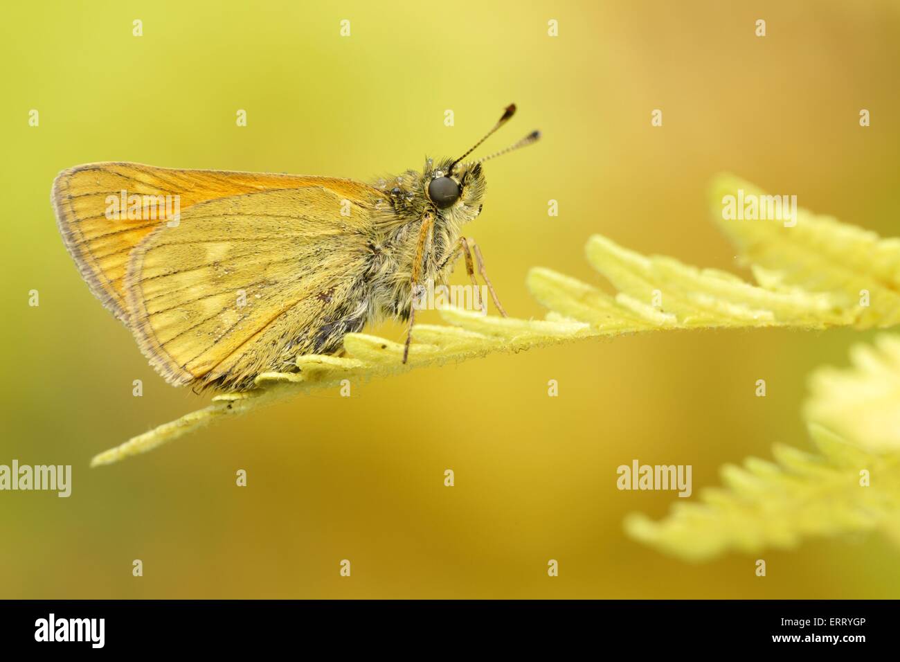 Large skippers hi-res stock photography and images - Alamy