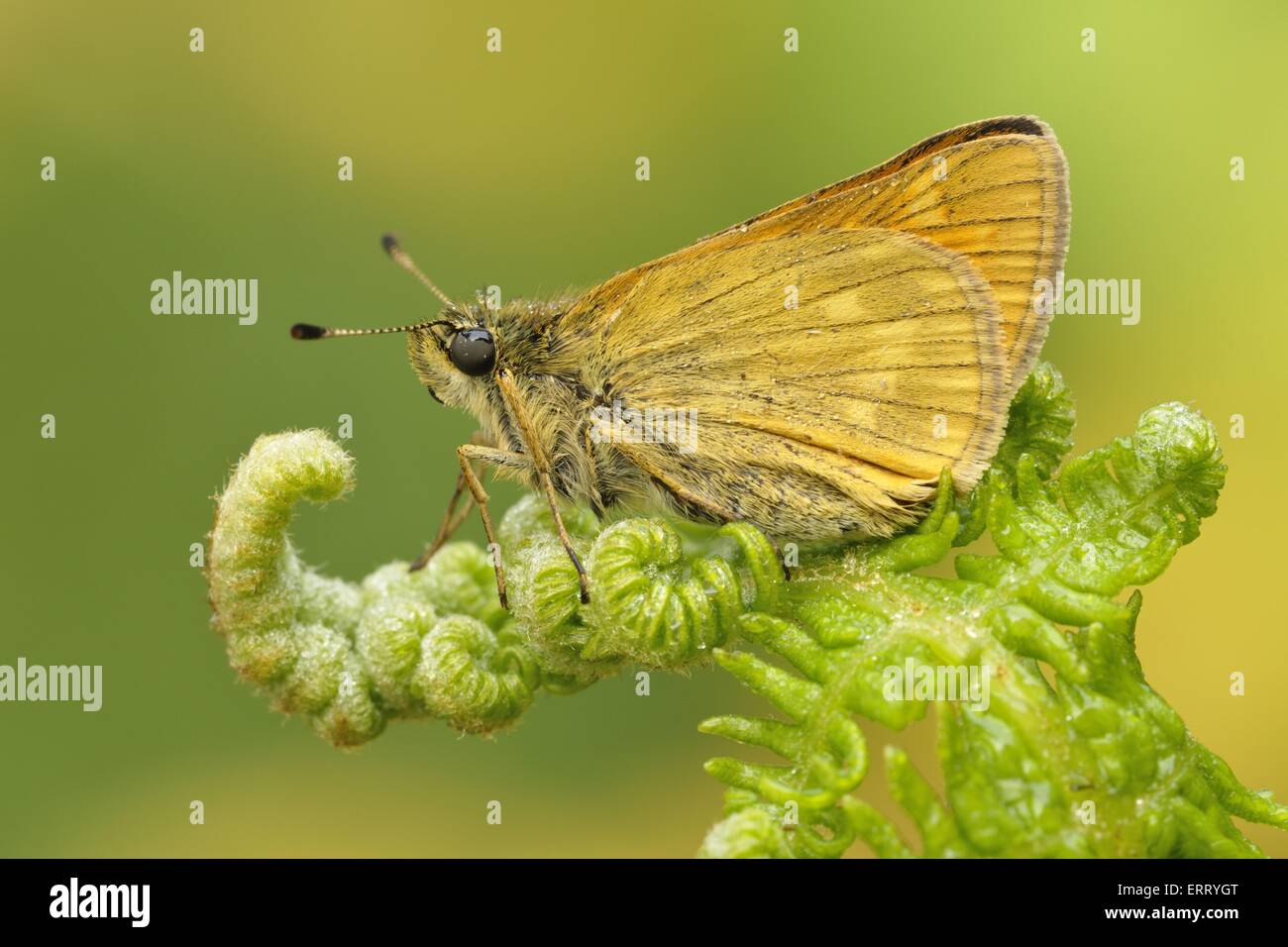 Large skippers hi-res stock photography and images - Alamy