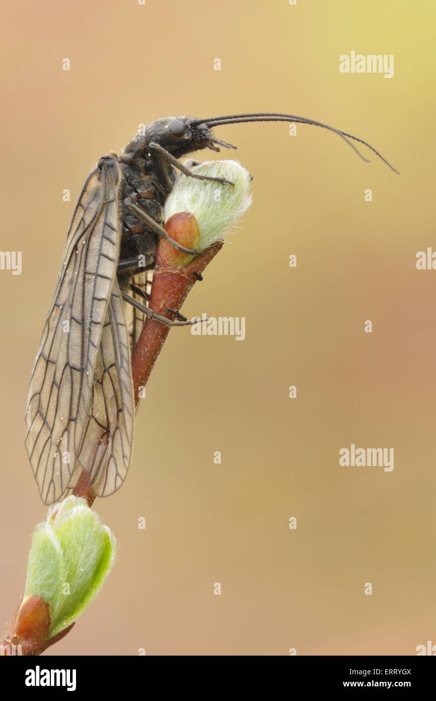 Alderfly High Resolution Stock Photography and Images - Alamy