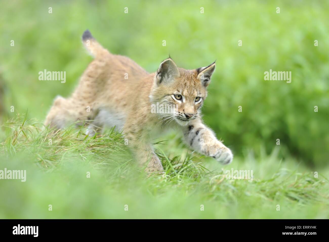 Running lynx hi-res stock photography and images - Alamy