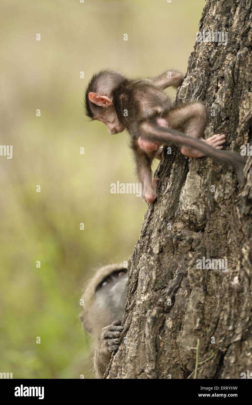 Baby baboon climbing tree hi-res stock photography and images - Alamy
