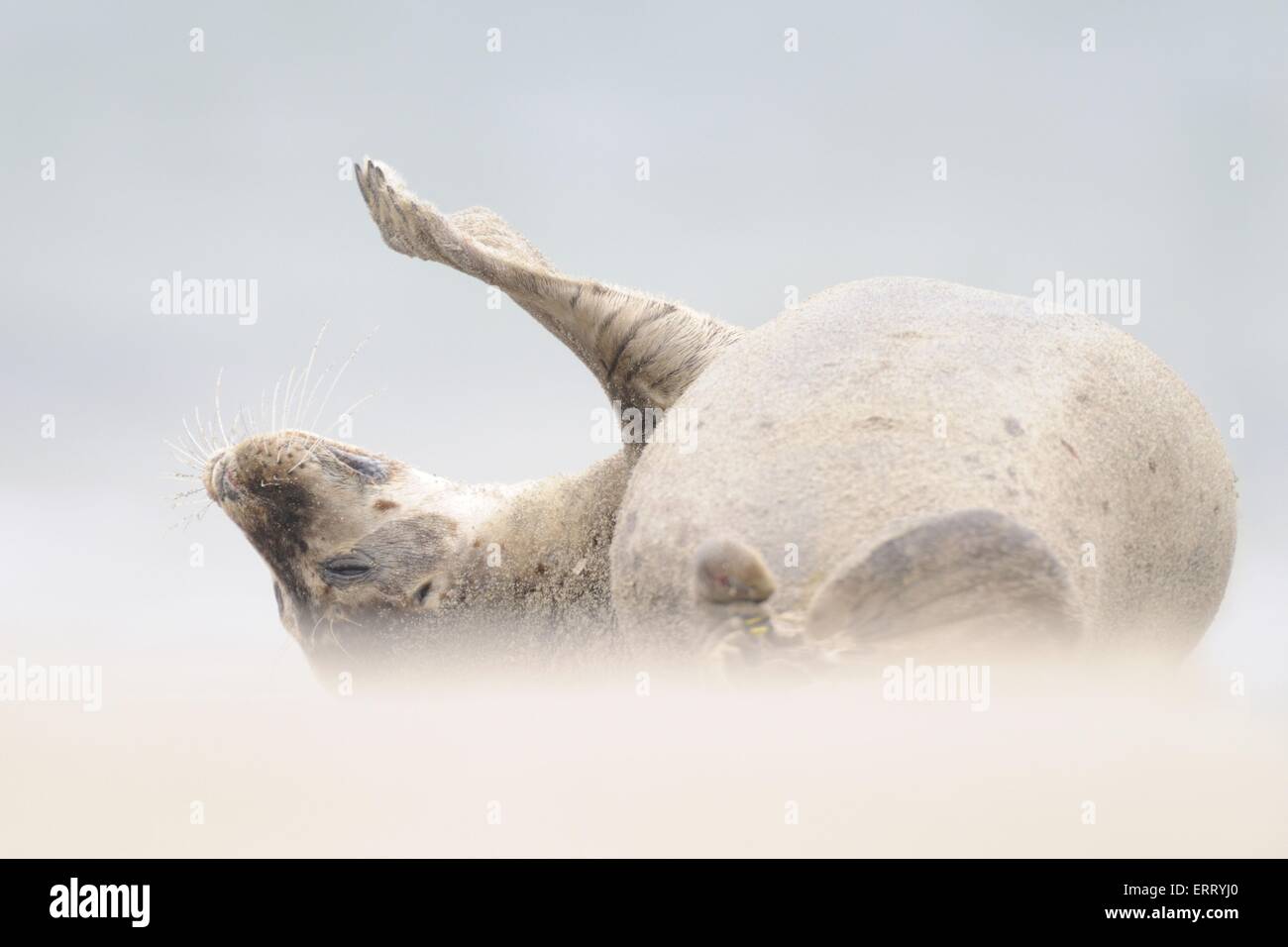 Seal backside hi-res stock photography and images - Alamy
