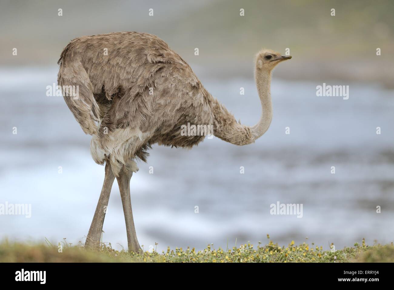 1 ostrich standing hi-res stock photography and images - Alamy