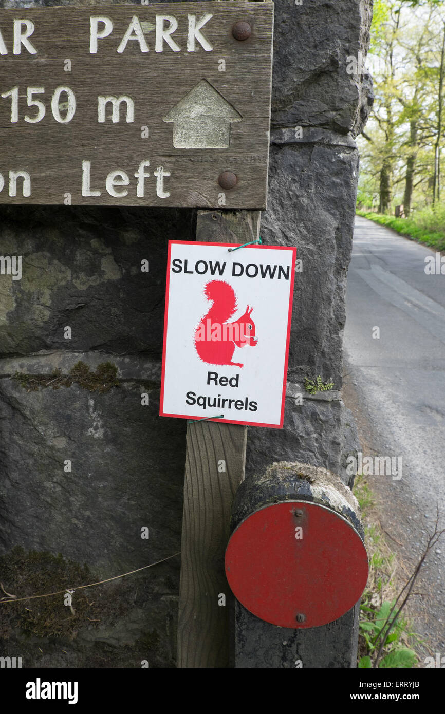 Red squirrel alert Stock Photo - Alamy