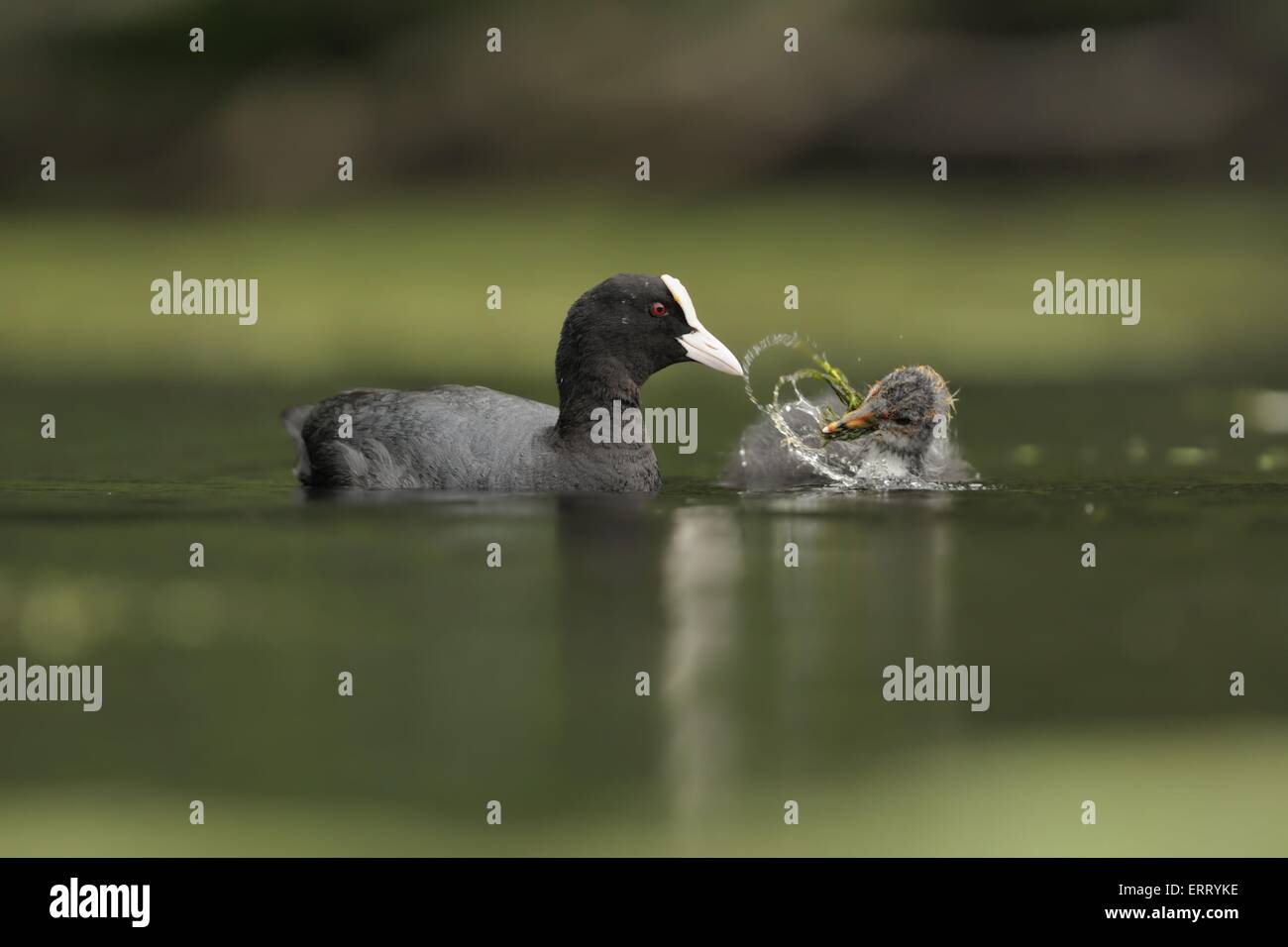 Baby coots hi-res stock photography and images - Alamy