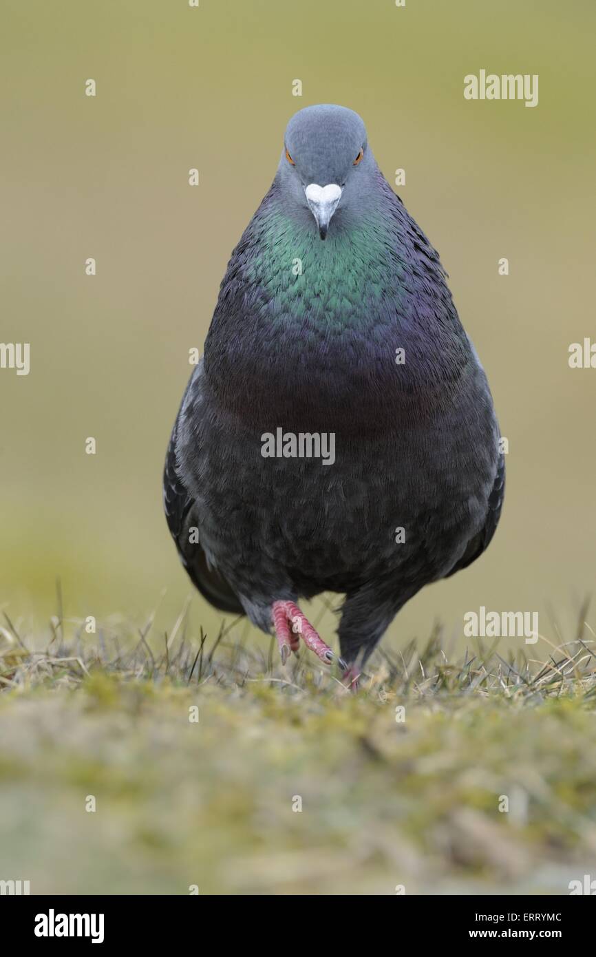 Pigeon with camera hi-res stock photography and images - Alamy
