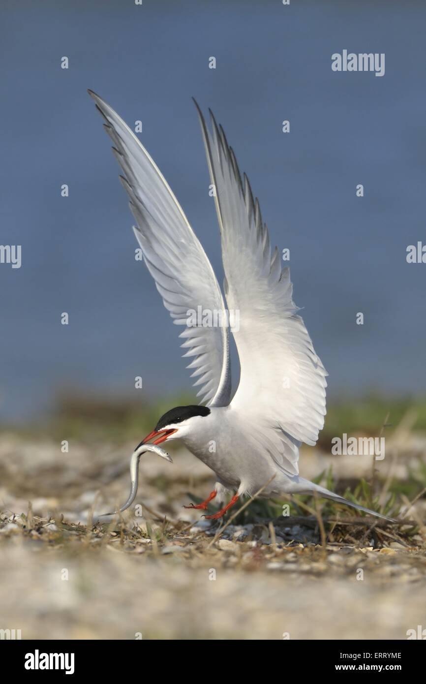 Common tern prey hi-res stock photography and images - Alamy