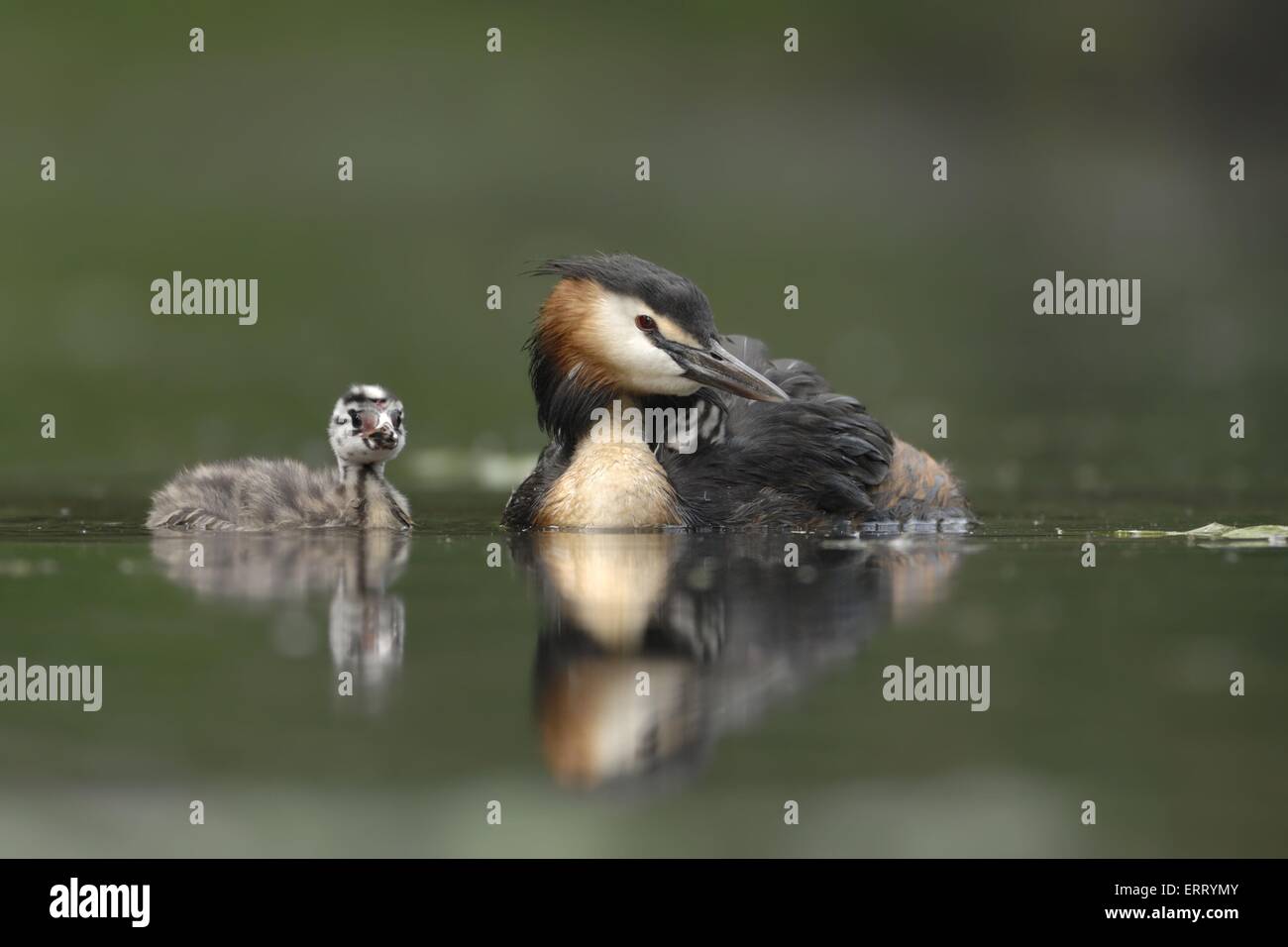 Grebe babies hi-res stock photography and images - Alamy
