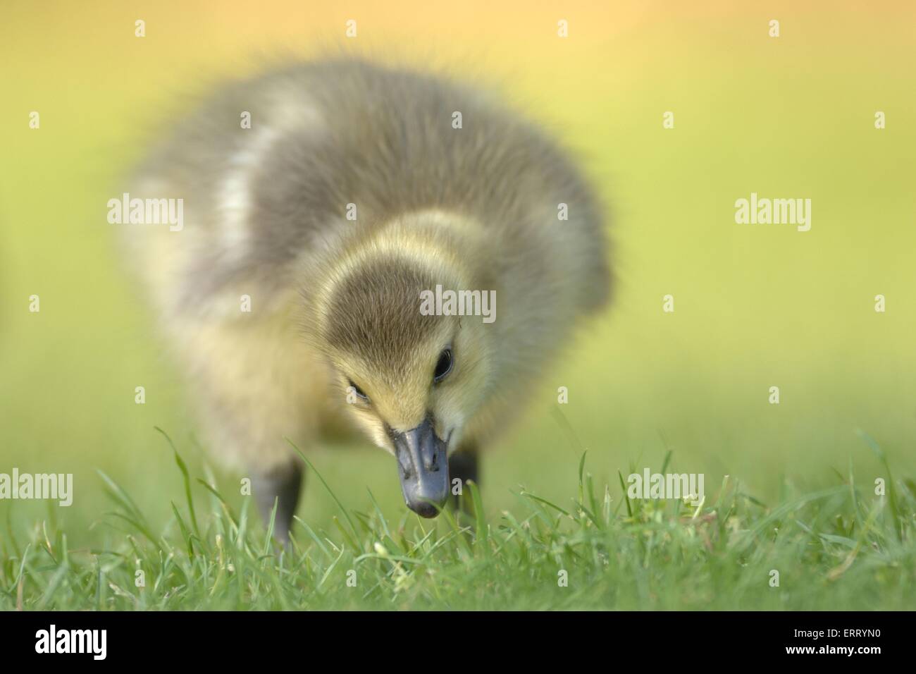 Canada goose juveniles hi-res stock photography and images - Alamy