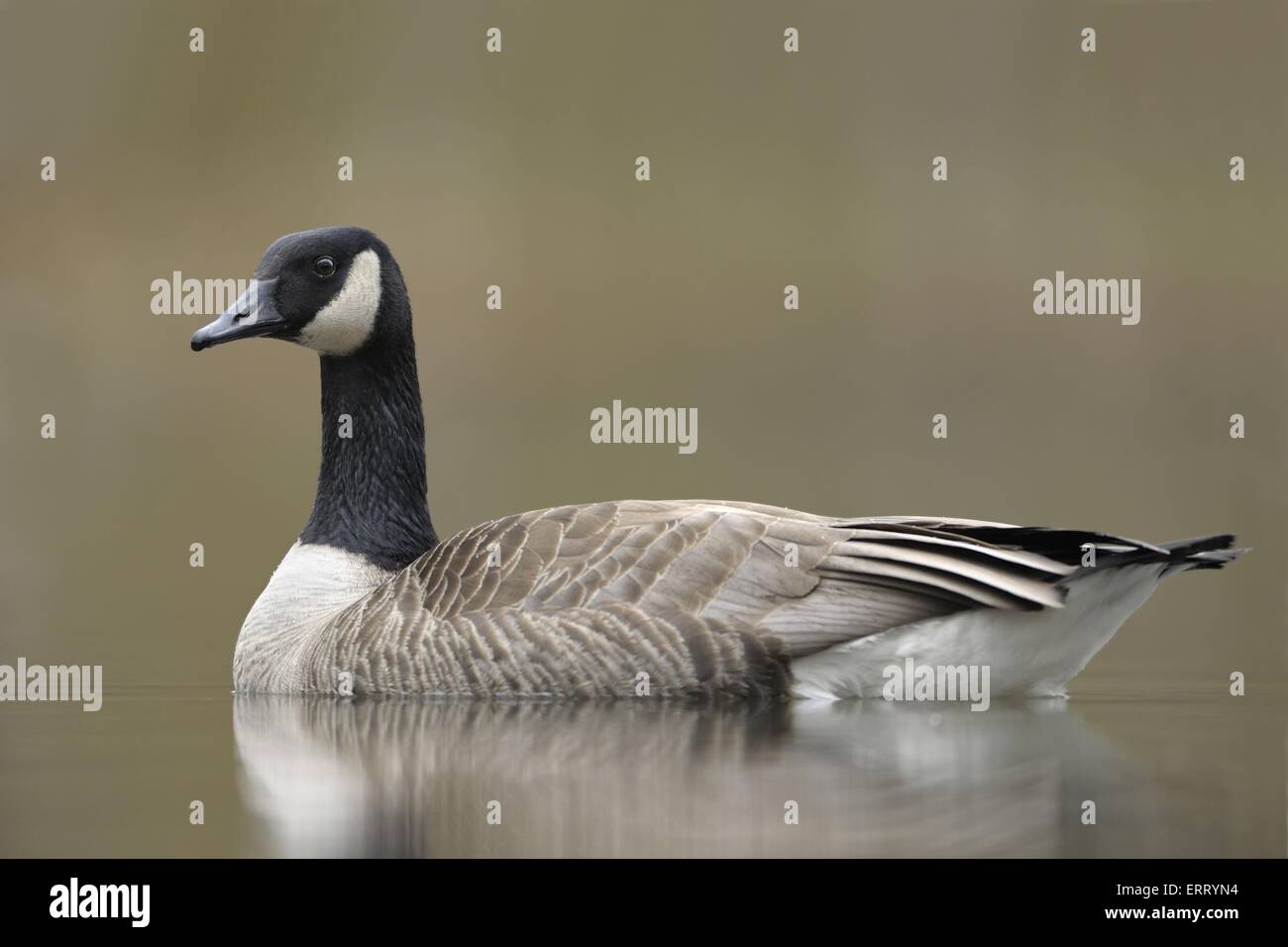 Canada goose side profile hi-res stock photography and images - Alamy