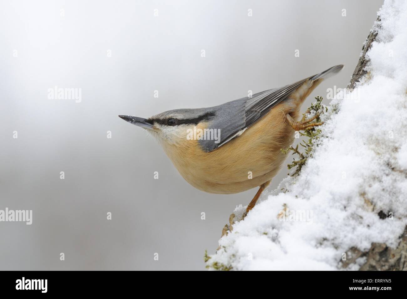 Landscape format nuthatch hi-res stock photography and images - Alamy