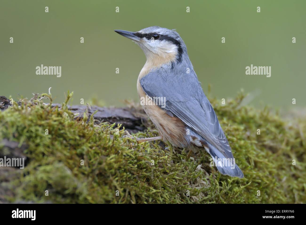 Nuthatch singing hi-res stock photography and images - Alamy